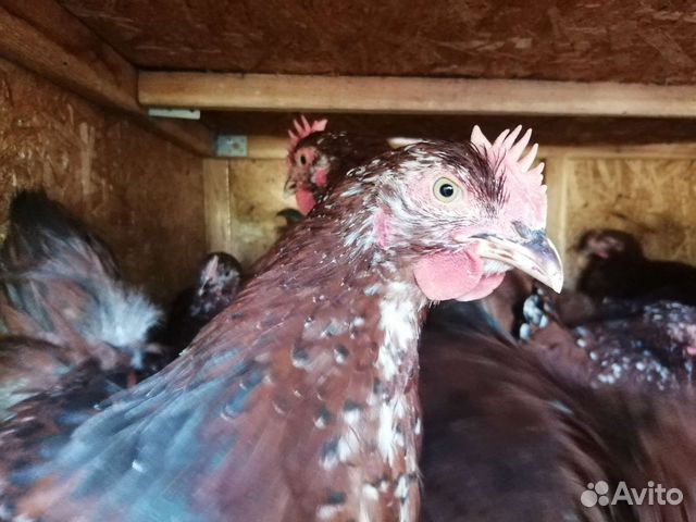 Куры молодки