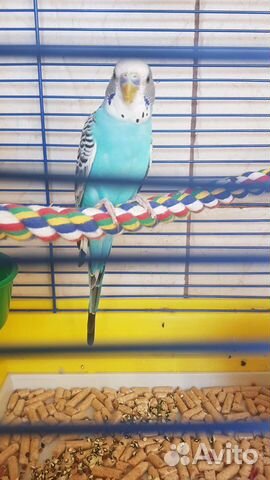 Белка волнистый попугайчик