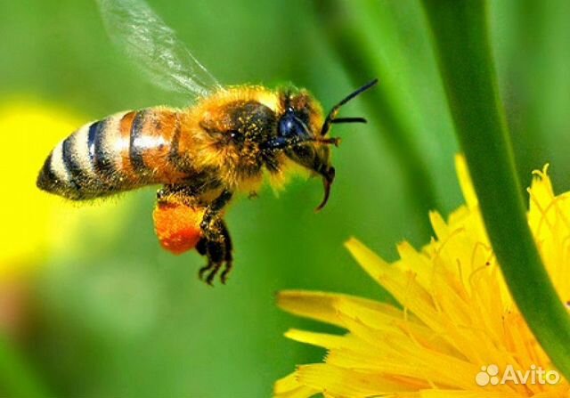 Пчелы для апитерапии, лечебного пчелоужаления