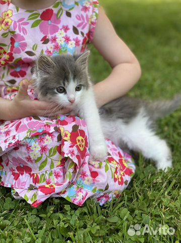Котёнок Нильс