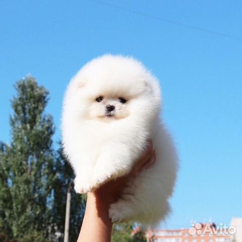 Элитный белый мальчик померанец