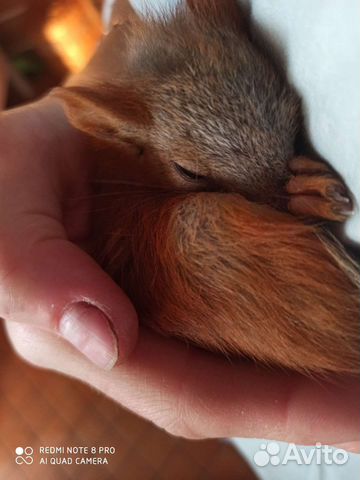 Белка домашняя (выкормыш)