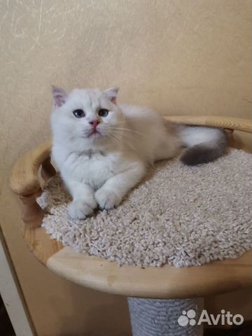 Ласковый медвежонок