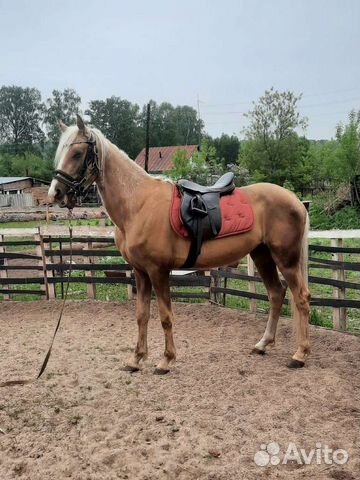 Жеребец, ахалтекинский