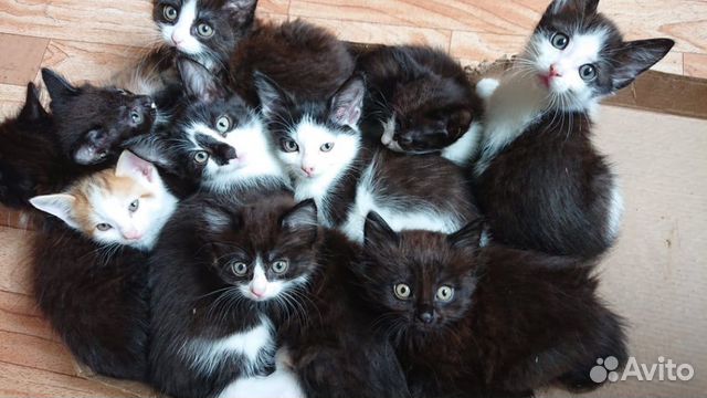 Чудо котятки