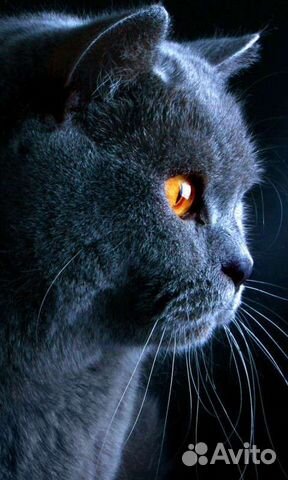 Отдадим британца за монетку