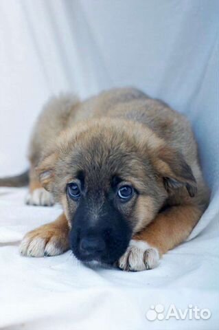 Метис овчарки