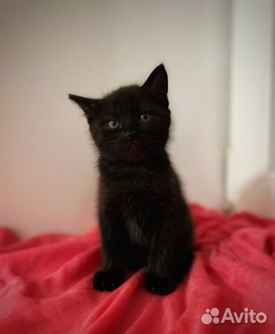 Котенок мальчик в самые добрые руки