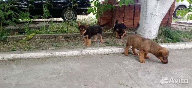 Отдам бесплатно щенки. Ласковые. Охранники