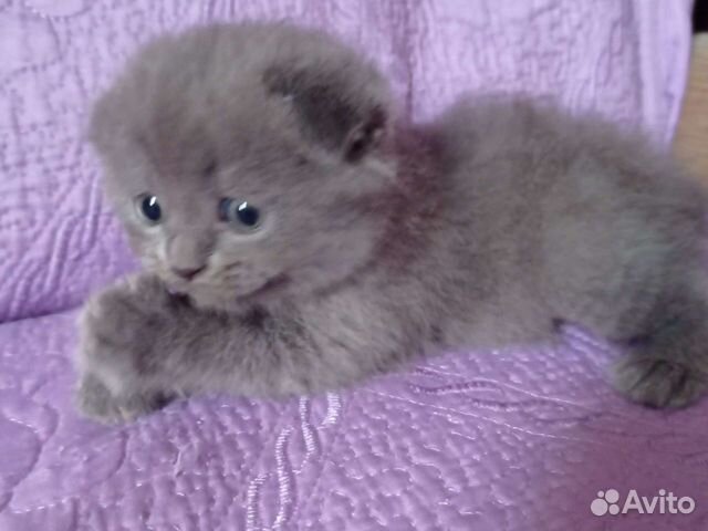 Котёнок девочка Британец Вислоухая