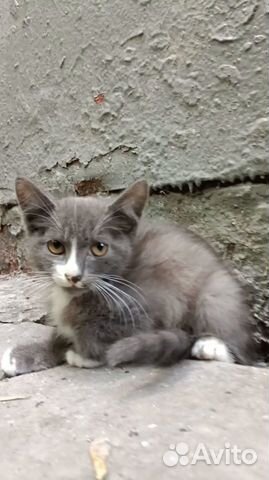 Котёнку-подкидышу страшно на улице