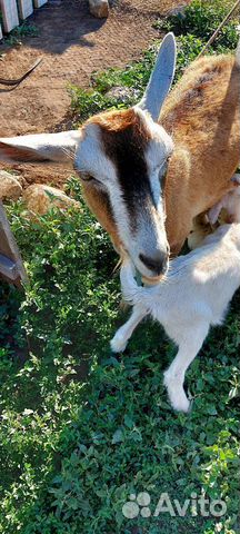 Козёл, коза и козлята