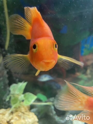 Авкариумная рыба