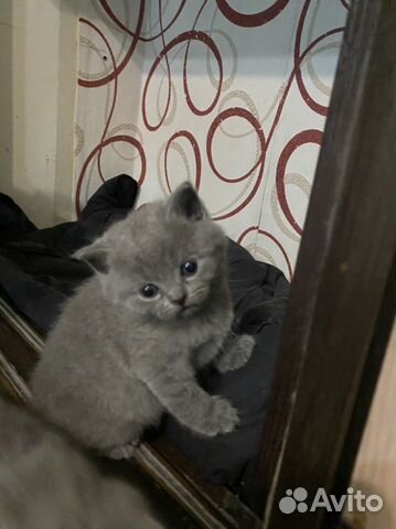 Британские плюшевые котята