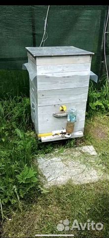 Пчелы семья