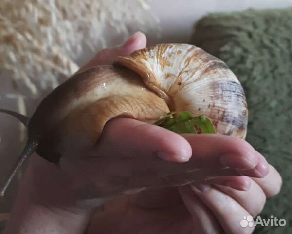 Улитки ахатины большие