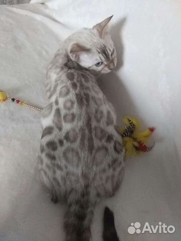 Бенгальская кошка бесплатно