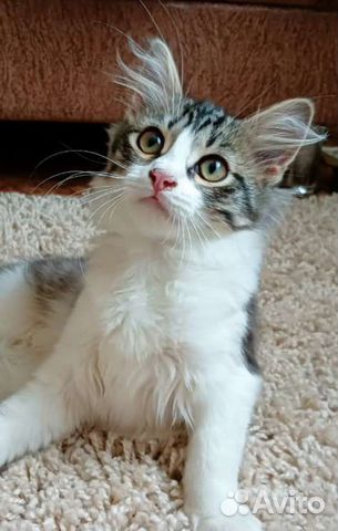 Котёнок Антошка