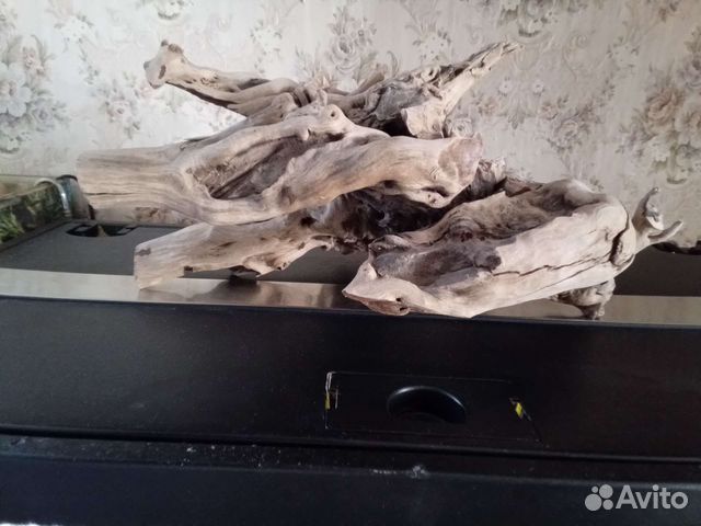 Коряга мангровая