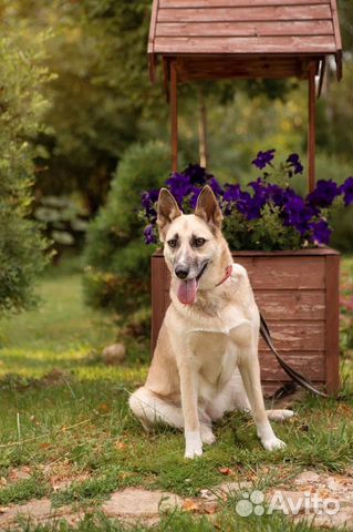 Обаятельная Линда ищет дом