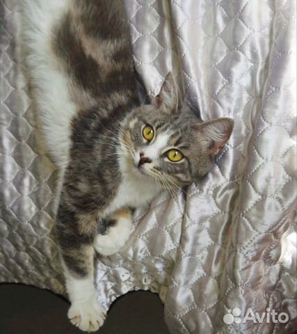 Мурзик