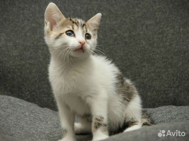 Маленькая ласковая девочка котенок