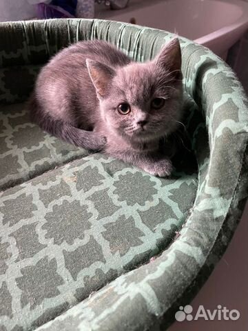 Котенок