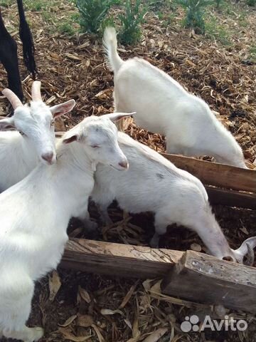 Козлята