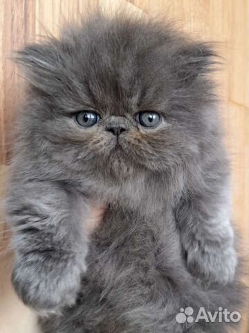 Персидский мальчик