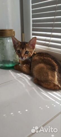 Абиссинские котята