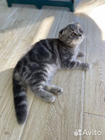 Шотландская