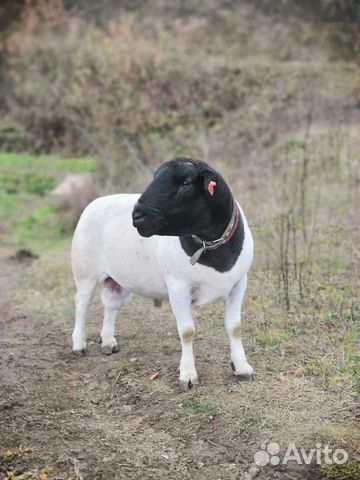 Овцы, ягнята"дорпер" и Козлик Мурсиано Гранадина