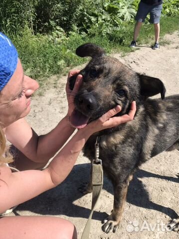 На 90 процентов слепой песик томится в приюте