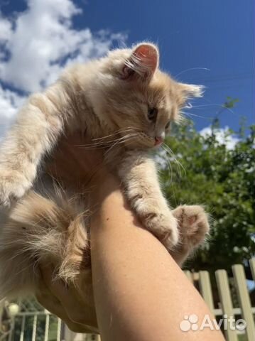Котенок в дар бесплатно