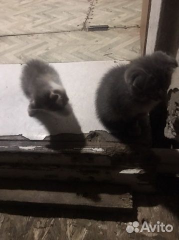 Кошка Бр