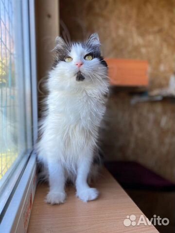 Бесплатно кошка в добрые руки, Джубба