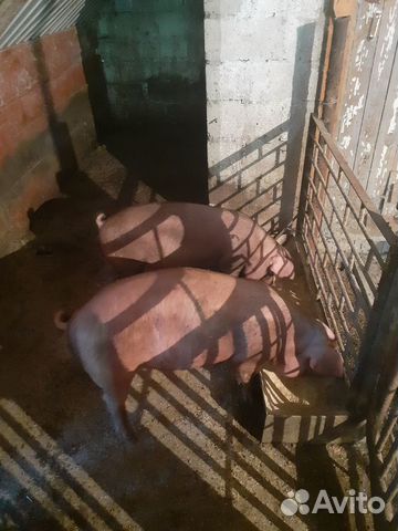 Свиньи породы дюрок