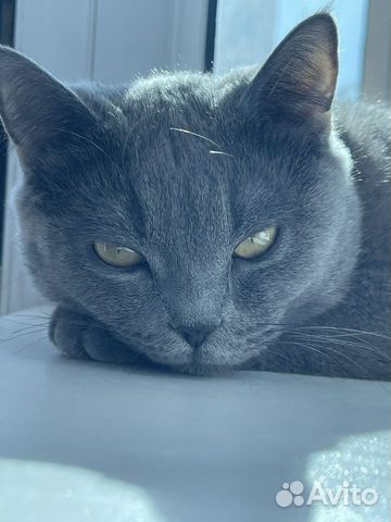 Британский кот