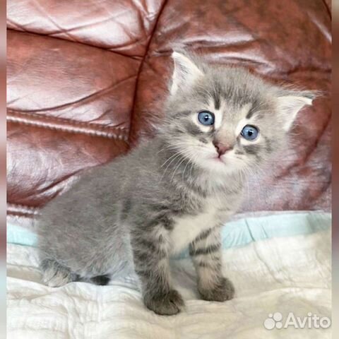 Котёнок, малыш 1,5 мес серенький в добрые руки