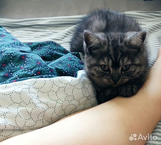 Обалденный котенок редкого окраса