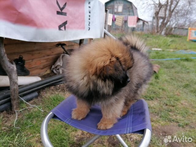 Плюшевая радость