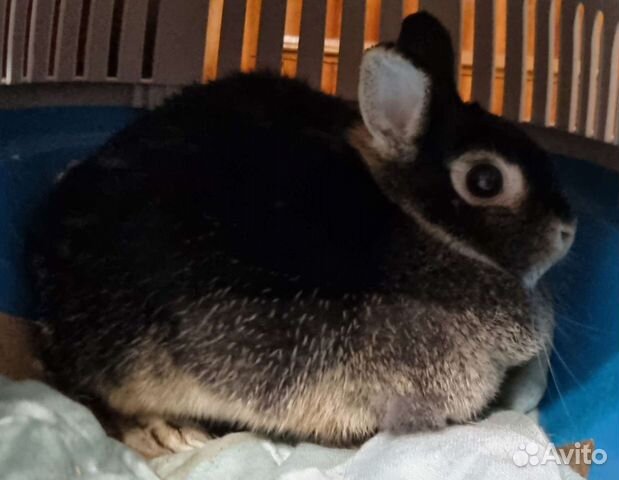 Карликовый кролик в добрые руки