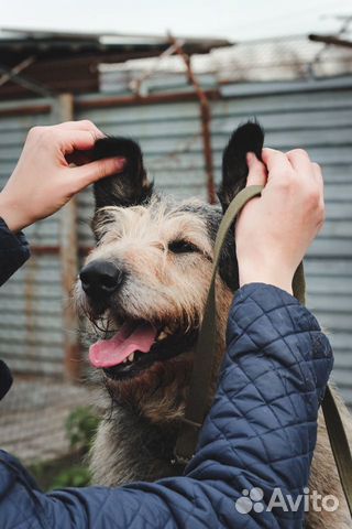 Эсса, терьеристая мадам в дар