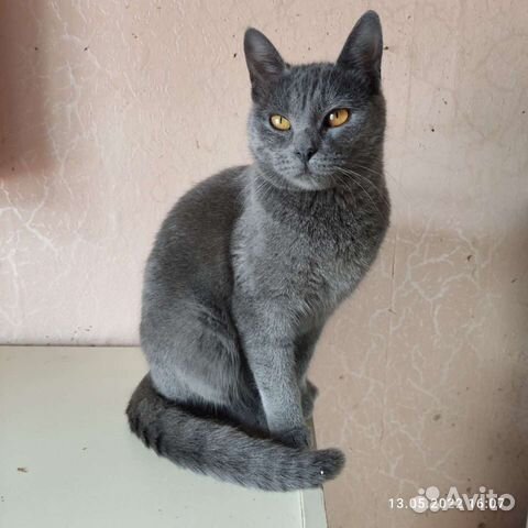 Русская голубая