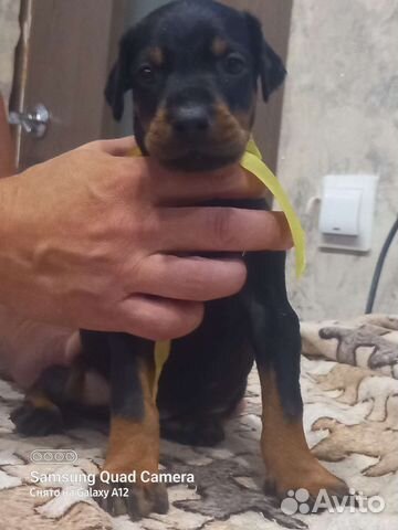 Доберманы РКФ