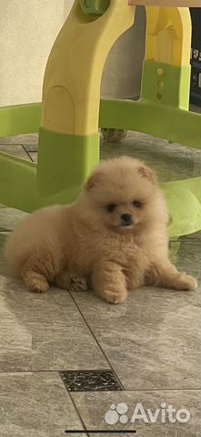 Апельсинка