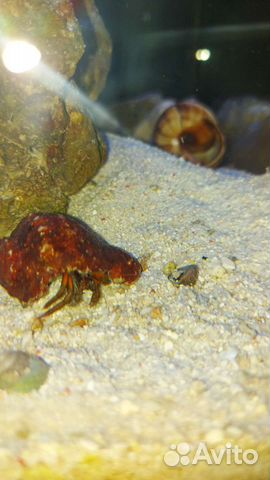 Рак отшельник