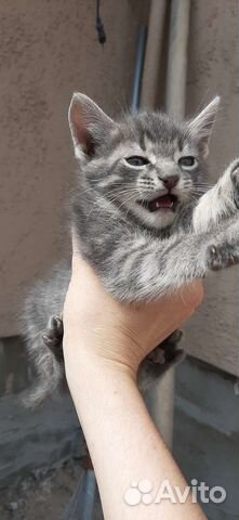 Кошка