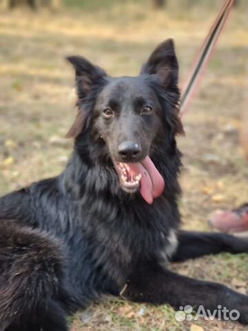 Молодой и красивый пёс в поиске любящей семьи