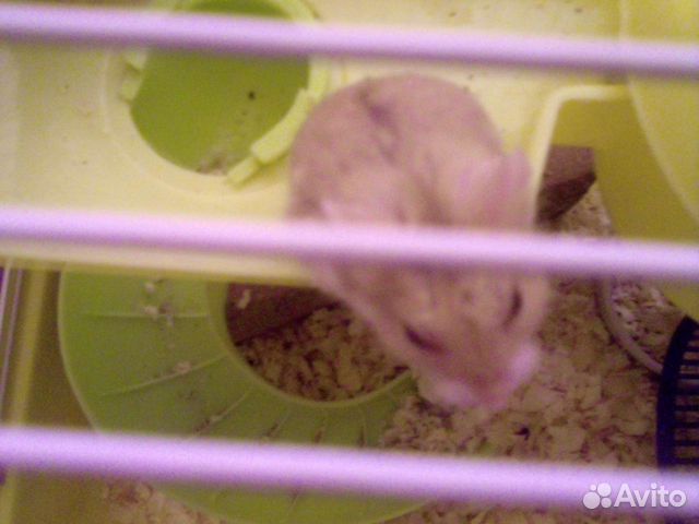 Хомяки мальчик и девочка, джунгарики оба ручные